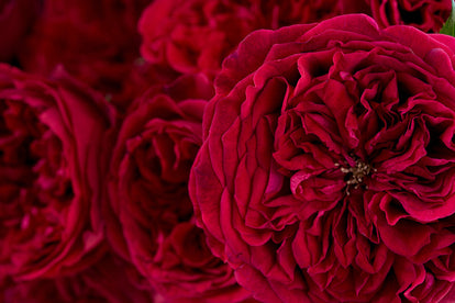David Austin Rose Bouquets