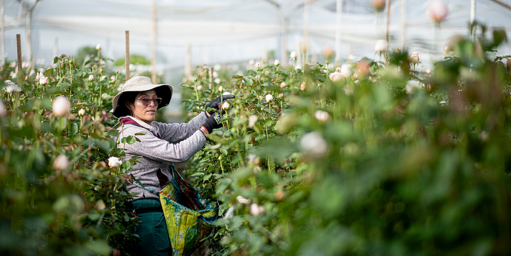 Alexandra Farms | Rose Growers | David Austin Rose Bouquets