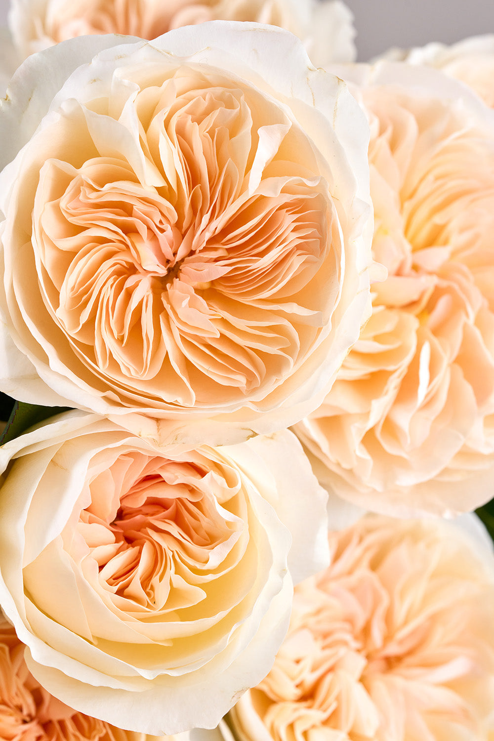 Bessie ® Rose | Cream Roses | David Austin Rose Bouquets