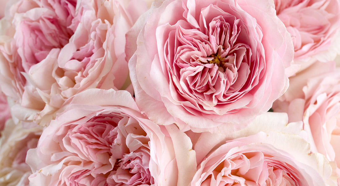 Why Choose David Austin Roses | David Austin Rose Bouquets
