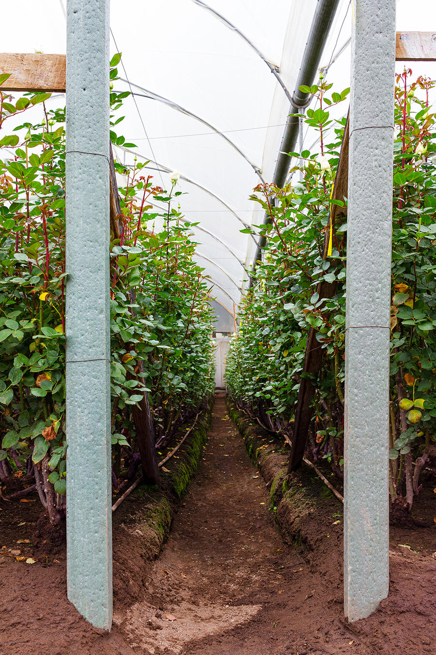 Rosaprima | Rose Growers | David Austin Rose Bouquets