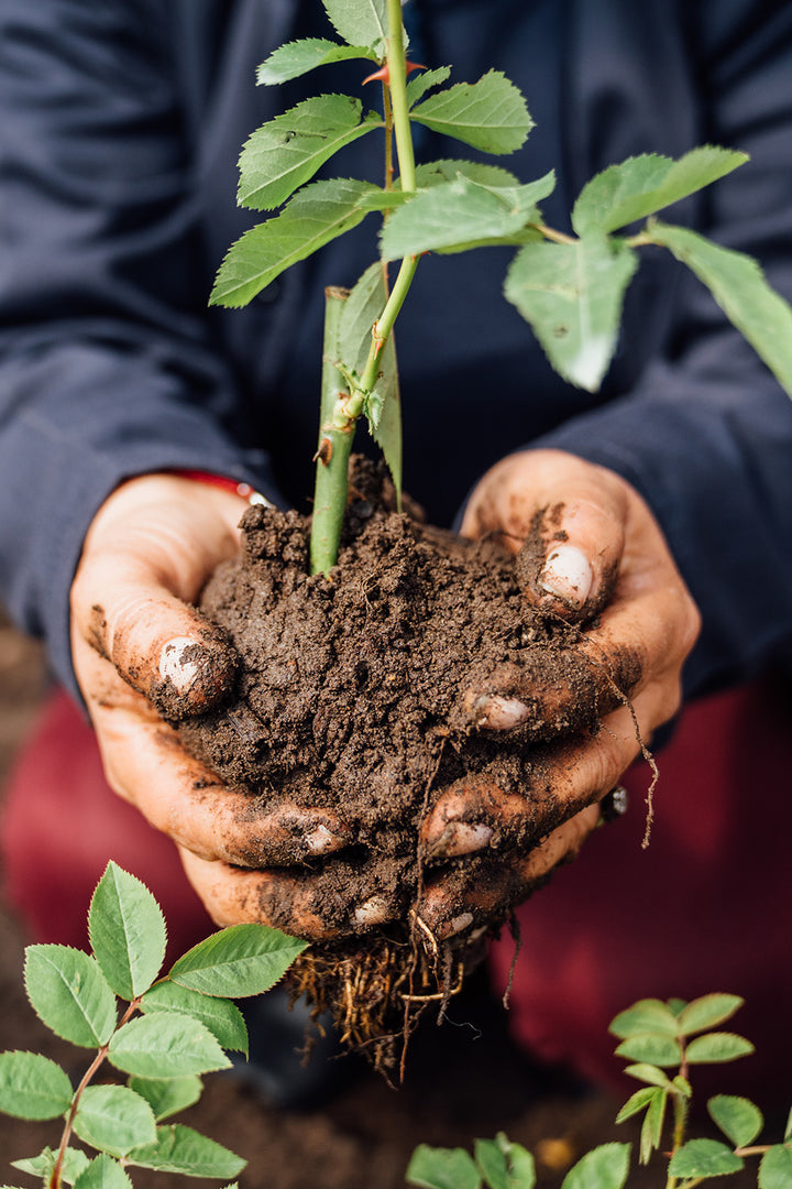 Rosaprima | Rose Growers | David Austin Rose Bouquets